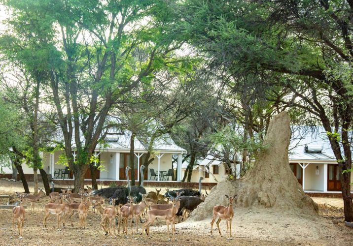 9 Nights of Luxury Safari & Namibian Desert Days | Wildly Africa